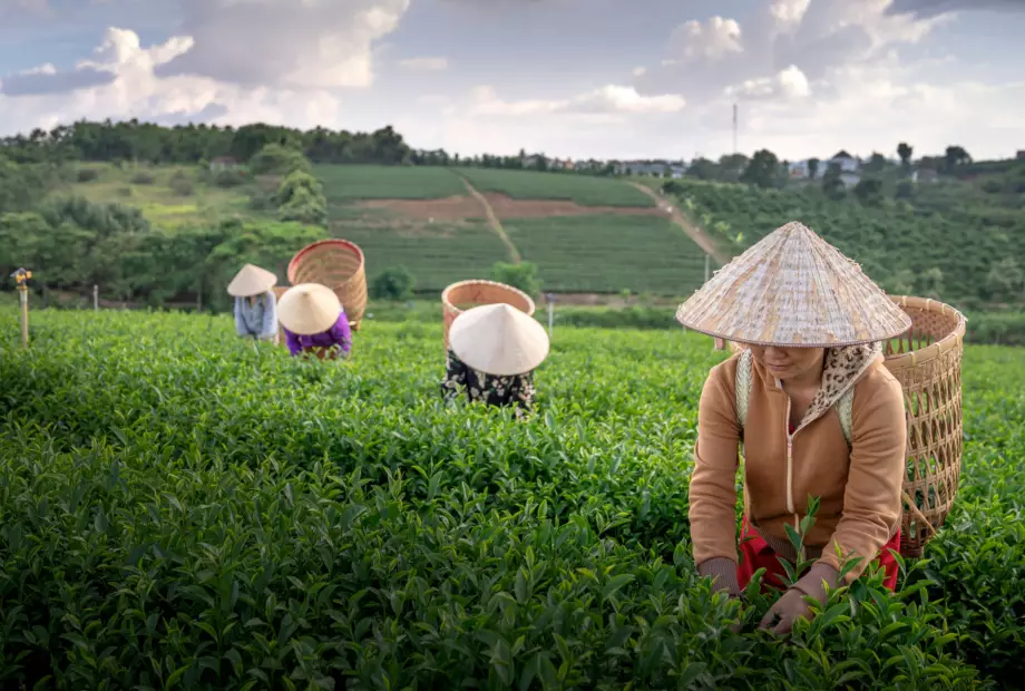 Manning Impex Case Study | mmd